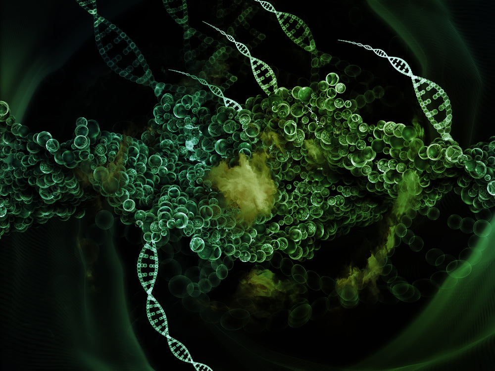 Reducing Zombie Cells: How Damaged Chromosomes Impact Health. – Recover Red